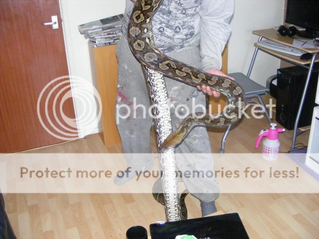 retic retics for sale(suffolk) | Reptile Forums