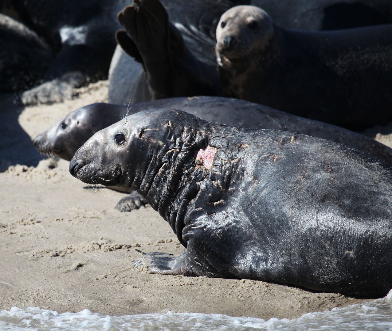 Cape Cod Topwater Bluefin tuna, October 6 2014 | Bloodydecks