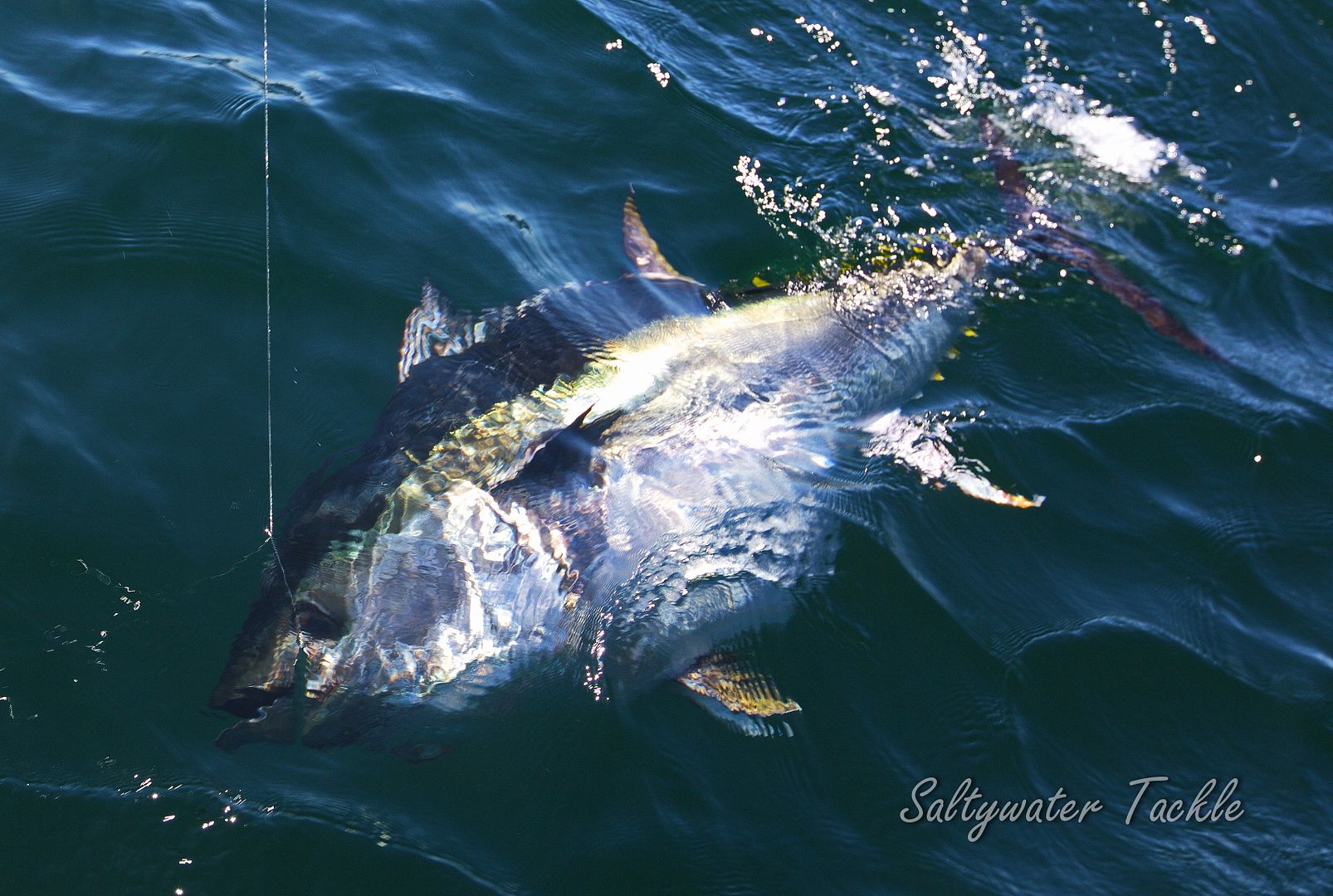 Cape Cod September 2016, Bluefin Tuna Jig Bite! | BASS BARN