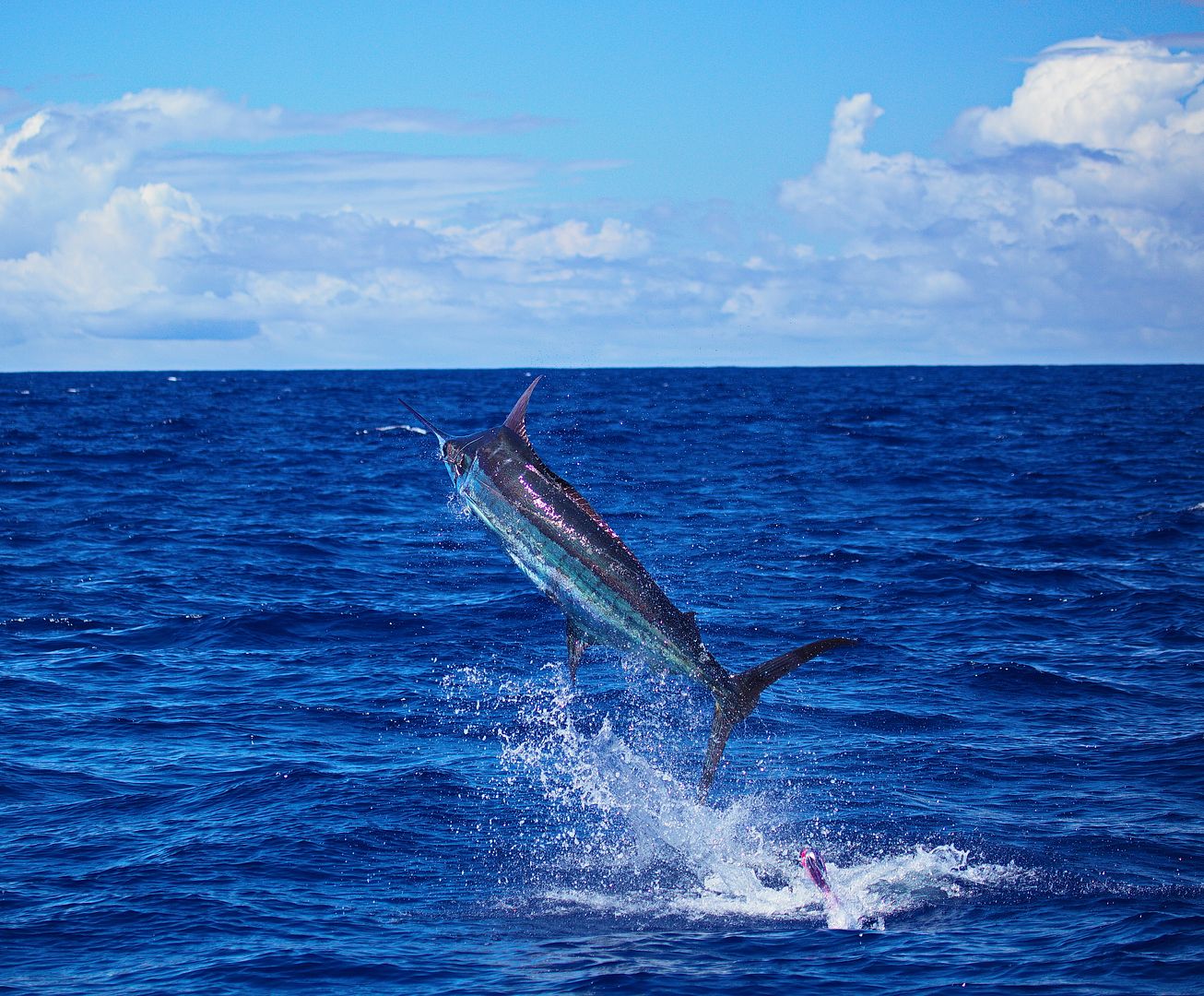 L'archipel des Chesterfield, Nouvelle Calédonie Jan 2016 | Bloodydecks