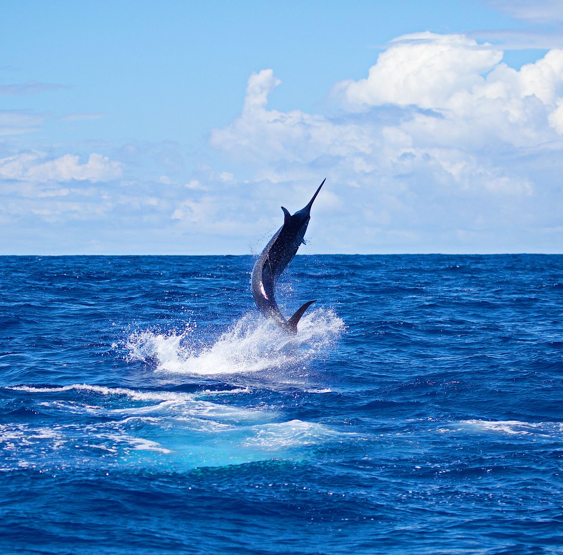 L'archipel des Chesterfield, Nouvelle Calédonie Jan 2016 | Bloodydecks