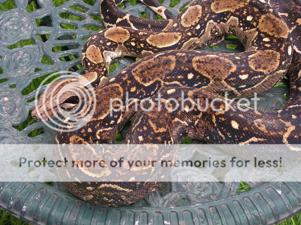 Costa Rican Boas, Druscilla and Spike | Reptile Forums