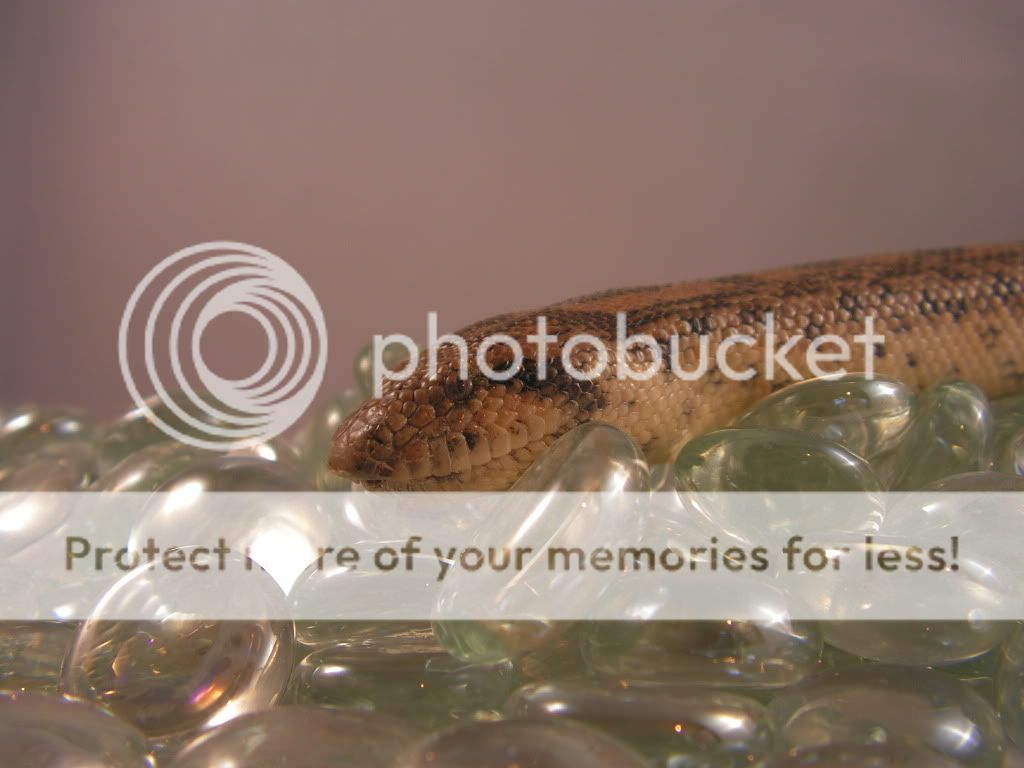 Jeep, Tartar Sand Boa | Reptile Forums