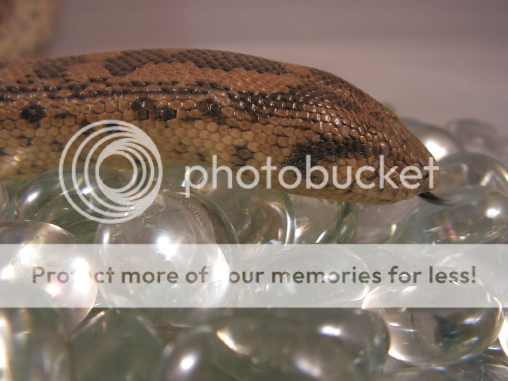 Jeep, Tartar Sand Boa | Reptile Forums