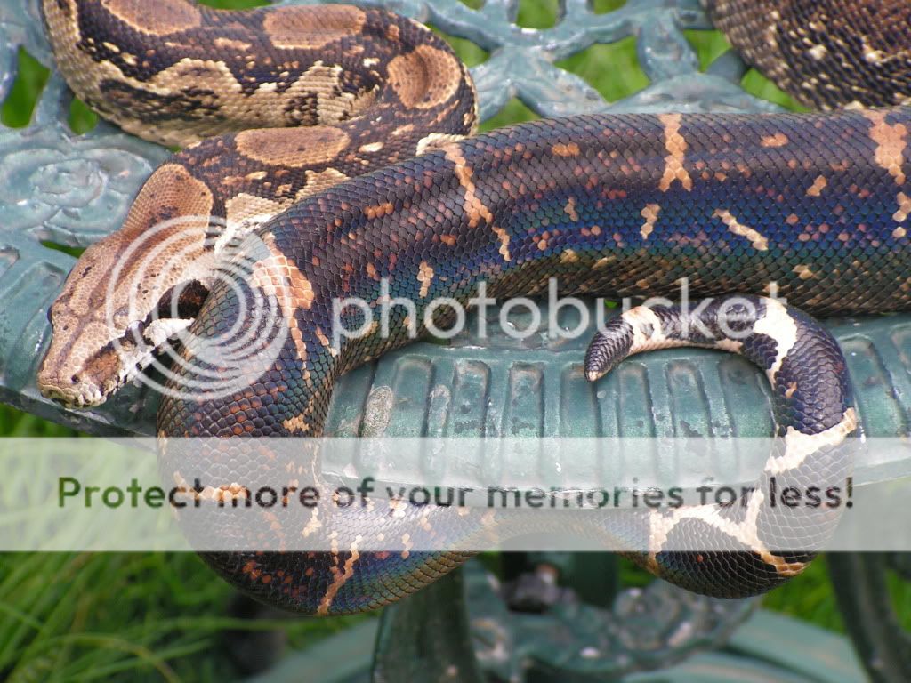 Costa Rican Boas, Druscilla and Spike | Reptile Forums