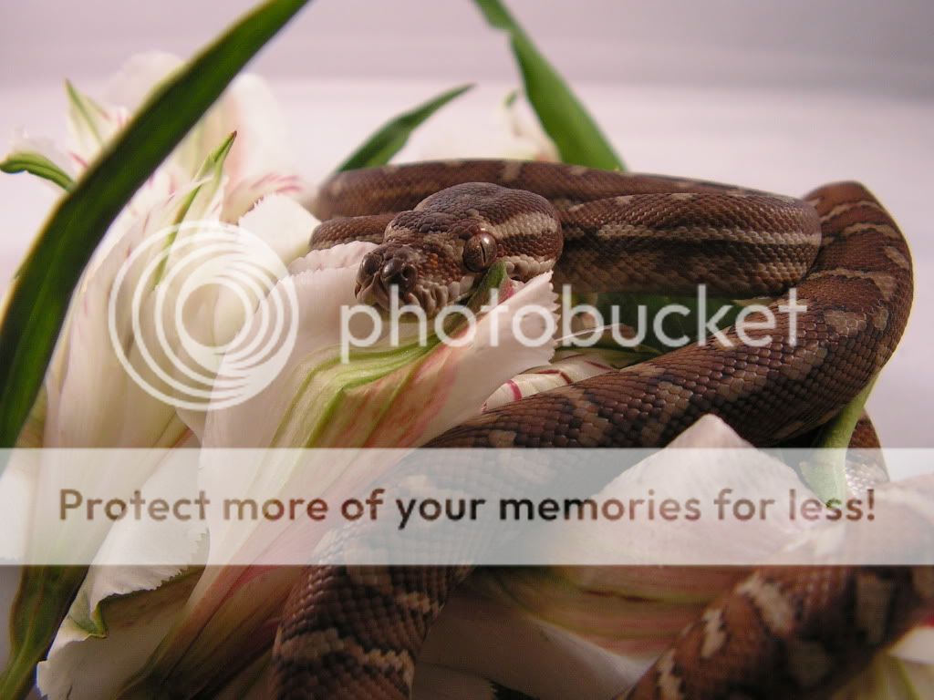 Wurm, Bredl's Python | Reptile Forums